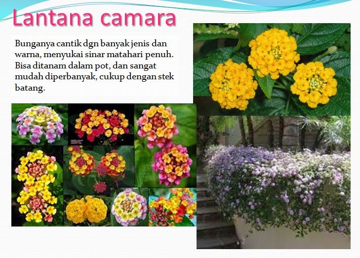 Contoh Taman Tropis: Contoh Taman Tropis - Tropical Garden Inspiration