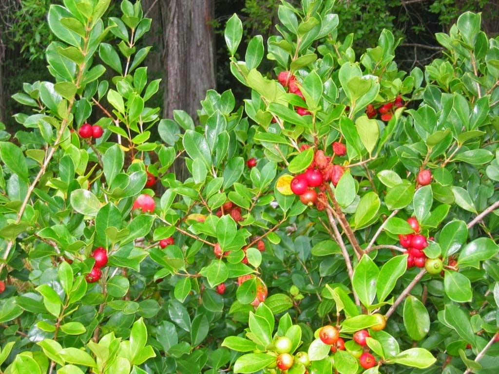 Hiking trails in Hawaii (on Oahu).: Standing up for the strawberry ...