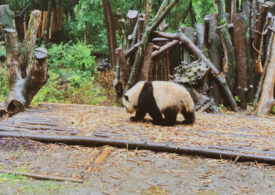 THE PANDAS! | Bobbi's Blog