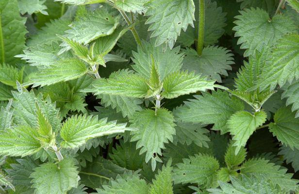 Naadi-, nõgese- ja piimasupp ehk loodus aitab - Kodused lood