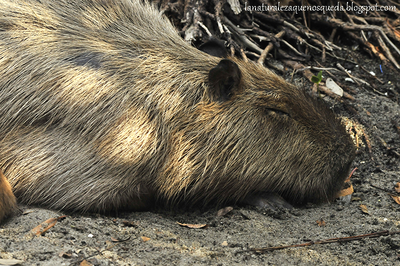 La fatalidad de una hembra de capibara del lago Rodrigo de Freitas ...