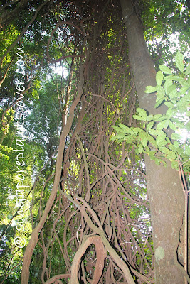 Singapore Plants Lover: Liana Plants