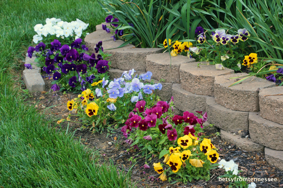 JOYFUL REFLECTIONS: 2016 PANSIES in our YARD