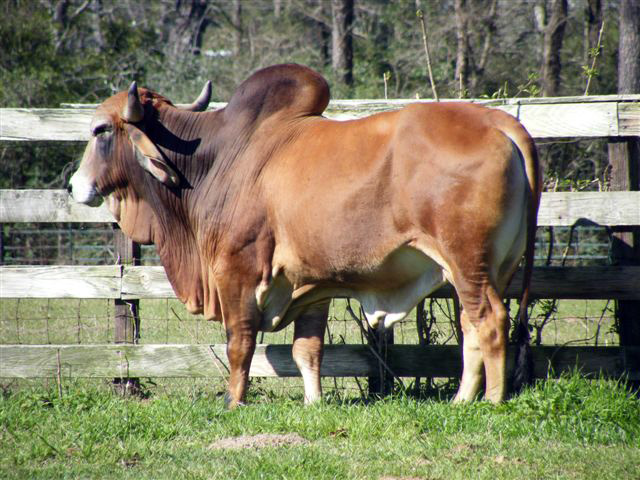 Brahma Bull Pictures - Bull Gallery