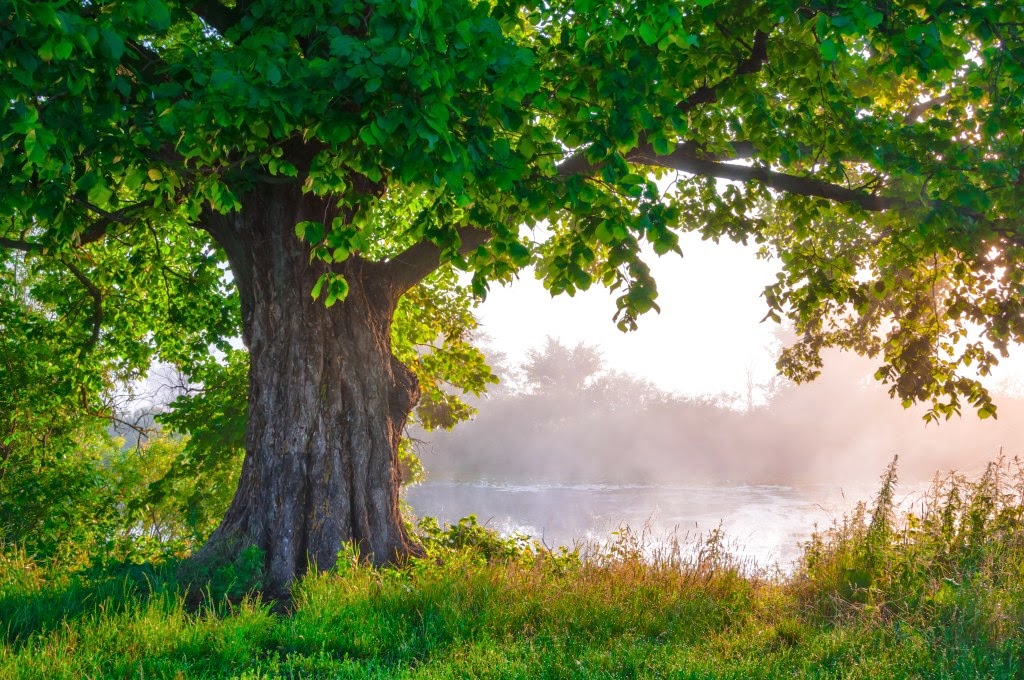 Xing Fu: FENG SHUI TIPS FOR TREES