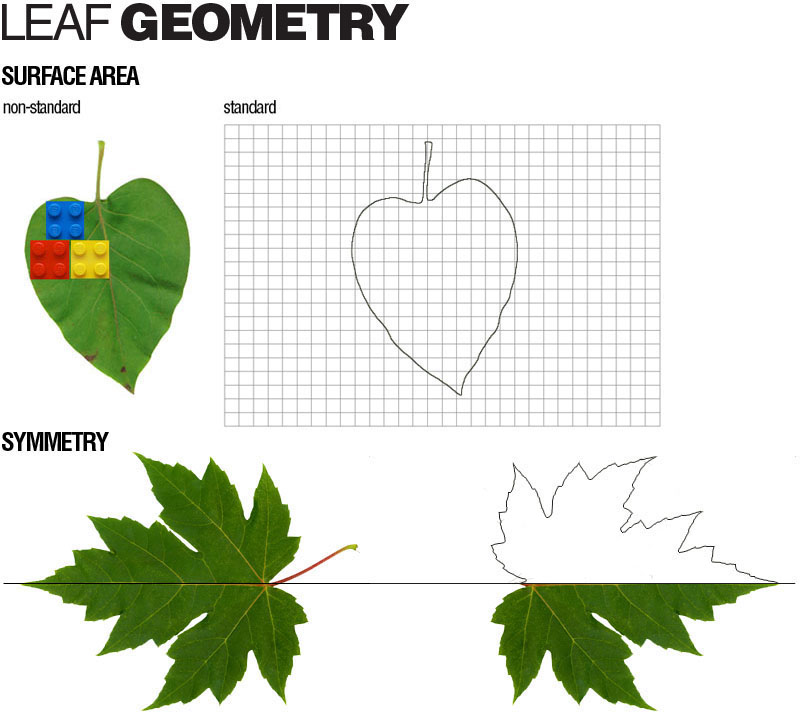 E Is For Explore What Can You Do With A Leaf E Is For Explore What Can You Do With A Leaf