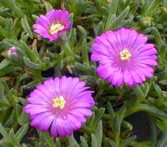 DELOSPERMA SPECIES ~ Cactus and suculents