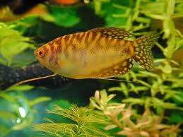 AQUARIOS PEIXES CUIDADOS E ESPECIES: Tricogaster azul