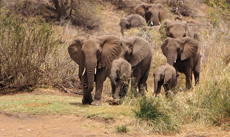 Sulla pista degli Elefanti