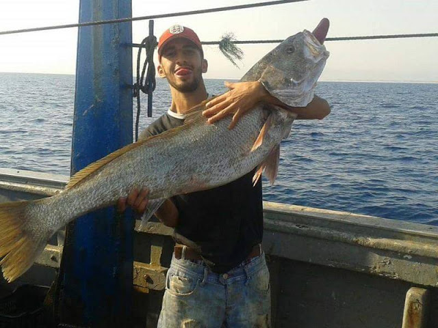 Maigre courbine - Unequilibrated