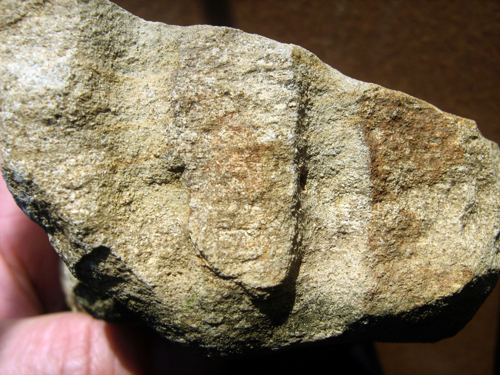 MUSEO PALEONTOLÓGICO DE SOBRARBE: febrero 2019