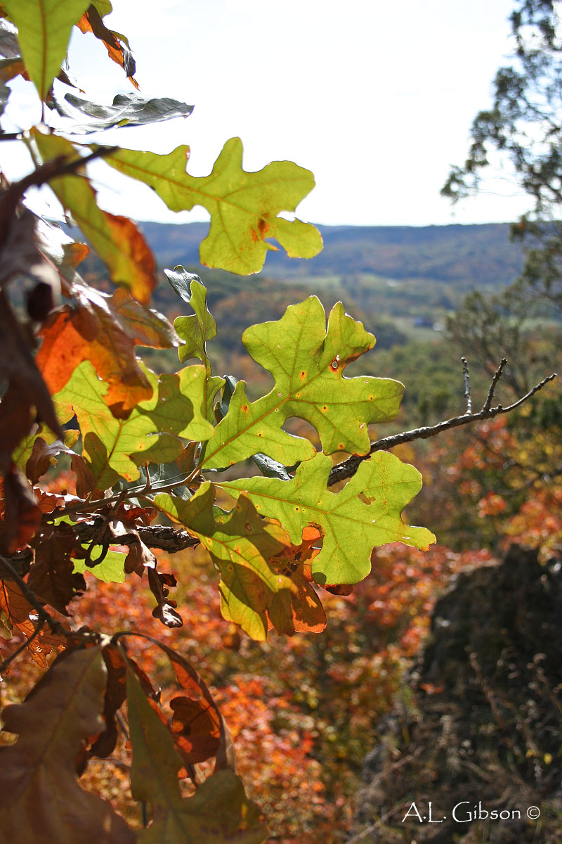 The Buckeye Botanist: Ode to Ohio's Prairies: Bluegrass Region (Part I)