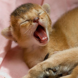 Funny Image Collection: Funny pictures of people yawning Yawning funny ...