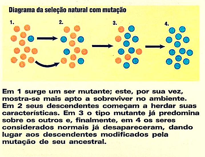NEODARWINISMO: Resumos