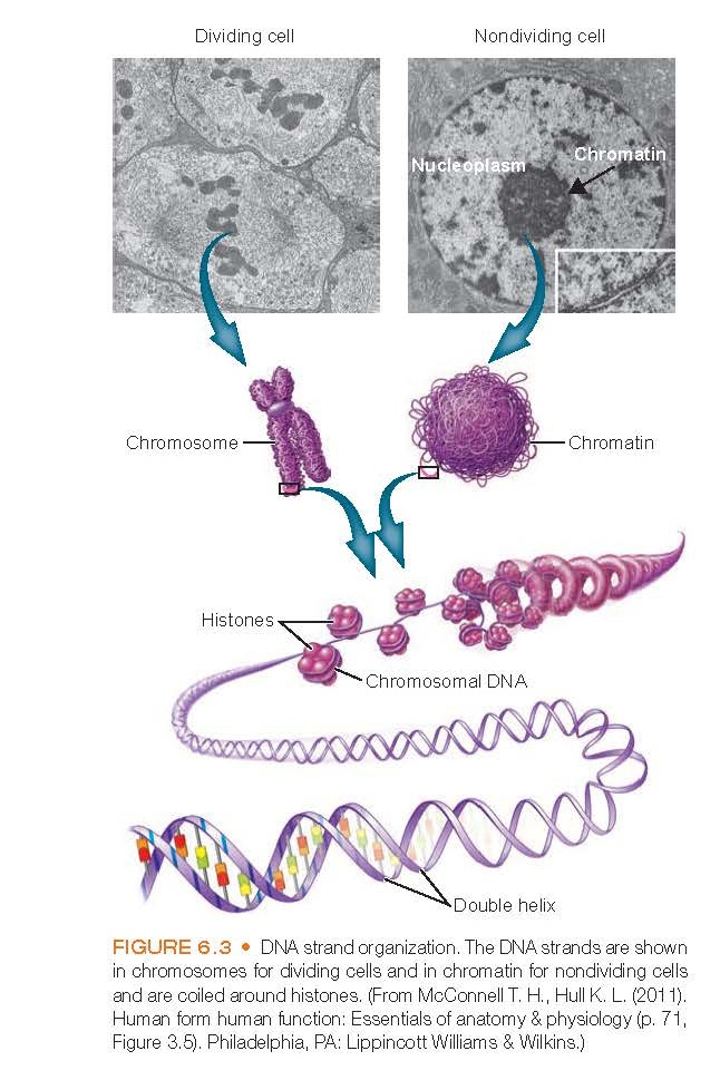 DnA structure and Function - pediagenosis
