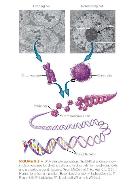 DnA structure and Function - pediagenosis