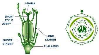 TO MY DEEPAK SIR (SHYAM S VYAS): Lesson 8: Morphology of Flowering Plants