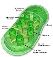 Plastos: Estrutura do Cloroplasto
