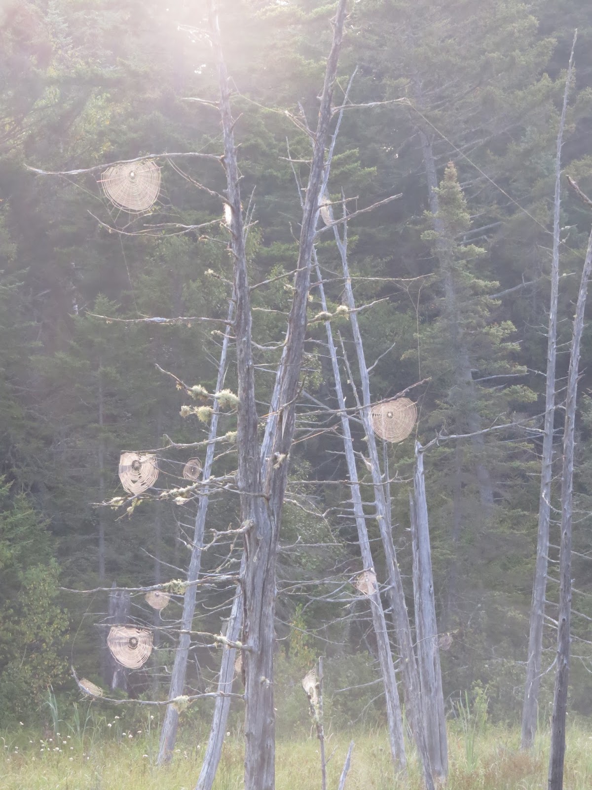 Vermont Birds and Words : Boreal Birds - NEK VT Moose Bog & Victory Basin