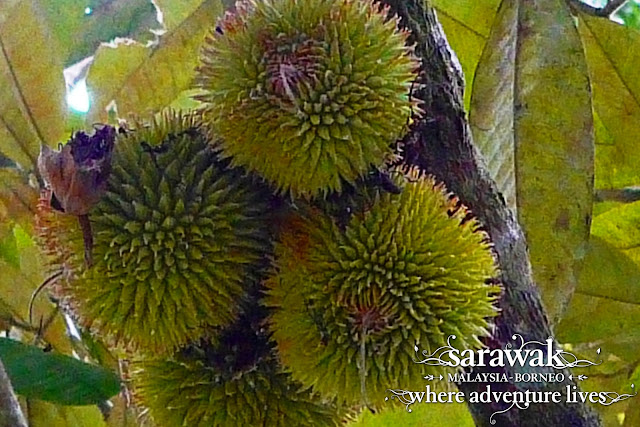 Sarawak Malaysia Borneo: A longhouse made entirely out of ‘belian’ wood.