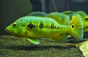 Peacock Bass / PBass (Cichla Species) - FISH WIKIPEDIA