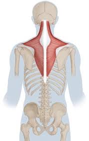 Brindisportusalud: Dolor en trapecio-cuello
