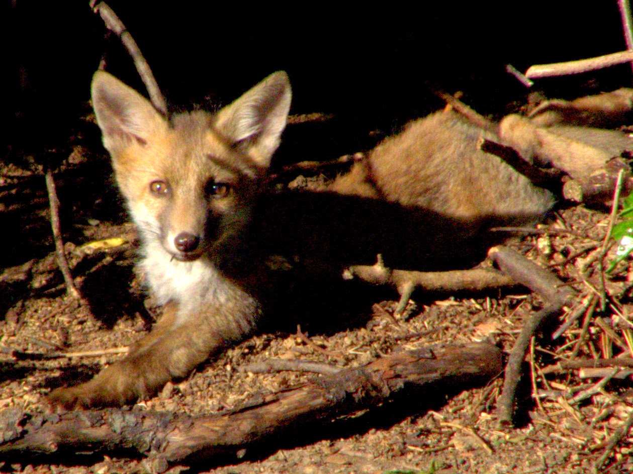 Peter Lovett's ramblings : One of six fox cubs out sunbathing this evening