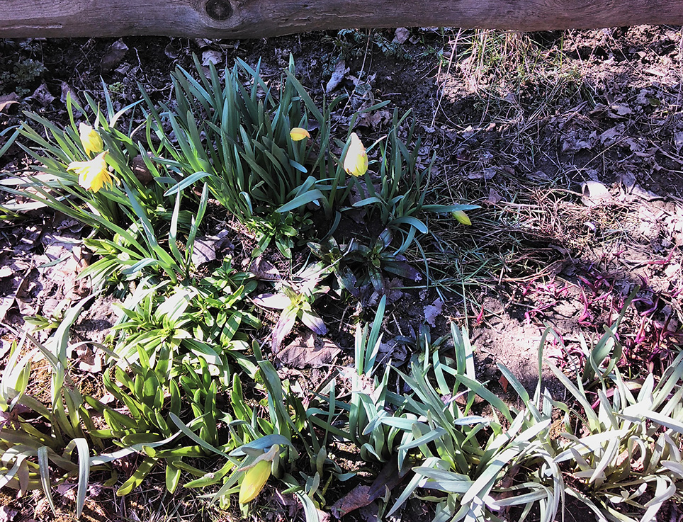 Blogul Simonei: Înfloresc grădinile