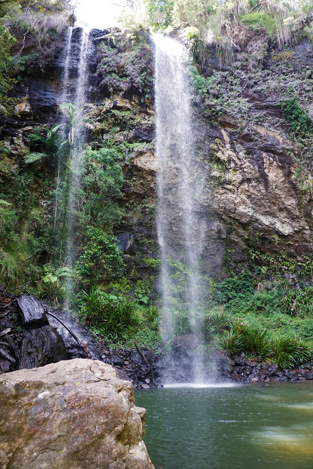 Twin Falls Circuit (Springbrook National Park) ~ The Long Way's Better