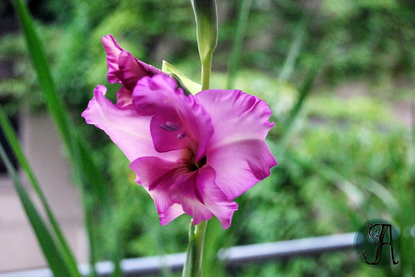 Adri Makes a Thing or Two: Good Morning, Gladiola!