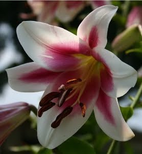 ianuarie 2012 | flori-gradina-plante