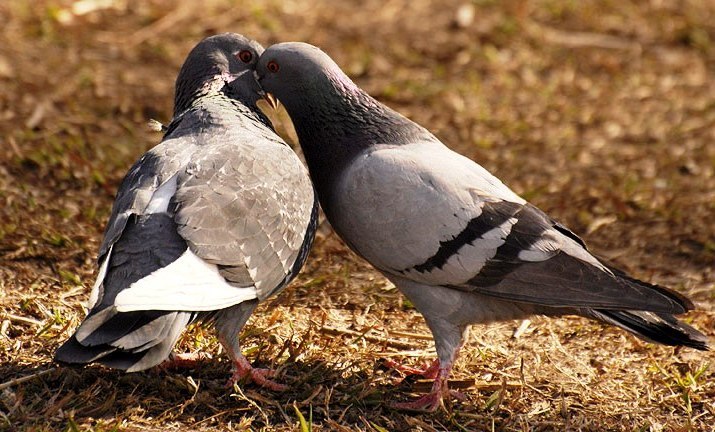 Kata-Kata Online: Burung Merpati Sebagai Lambang Kesetiaan