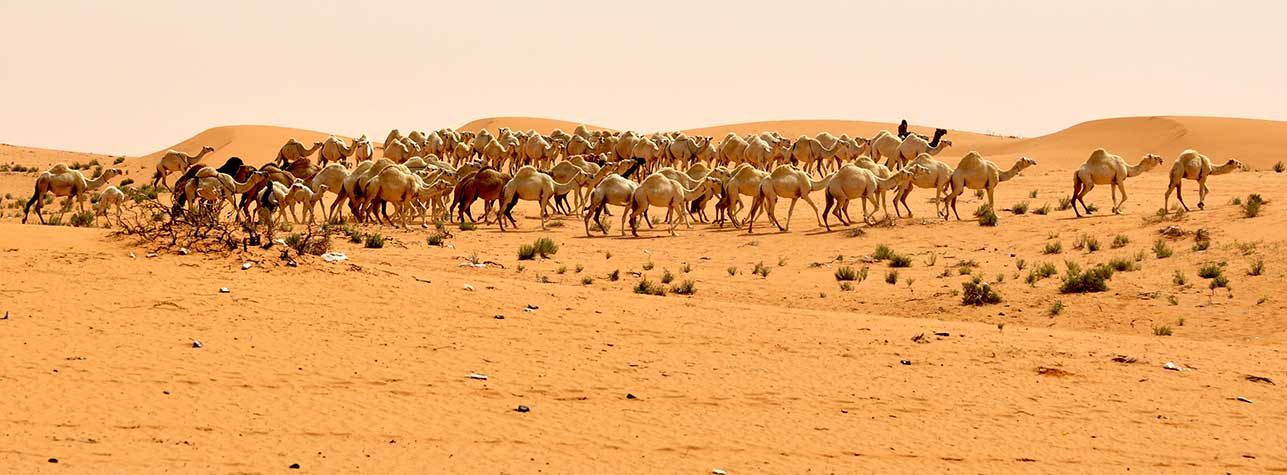 Lakwatsa ni PinoyBedou.......: Exploring the province of Al Jouf ...
