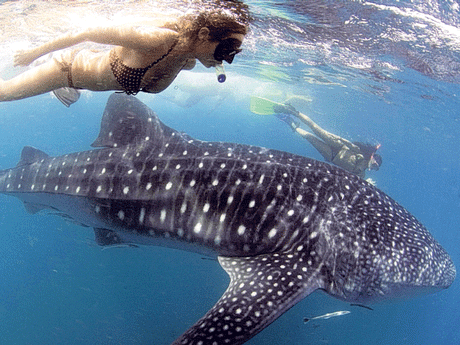 Mambulaoans WorldWide Buzz: LATEST: Donsol, Philippines: Up close to ...