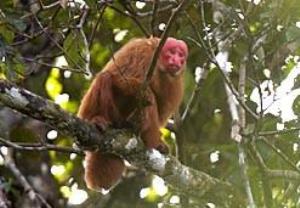 Ovaltes: Red Uakari Monkey Habitat and Populations