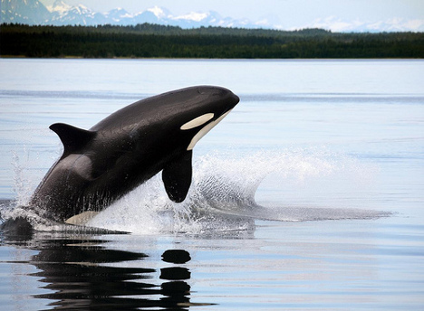 All photos gallery: Orca jumping, orca jumping out of water, orcas jumping