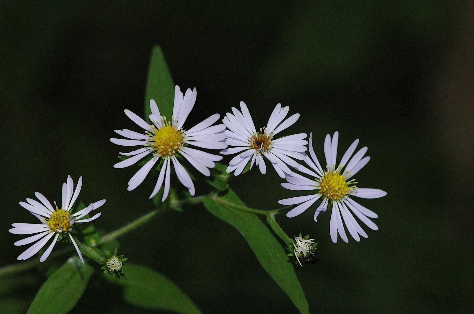 Field Biology in Southeastern Ohio: Some Ohio Asters
