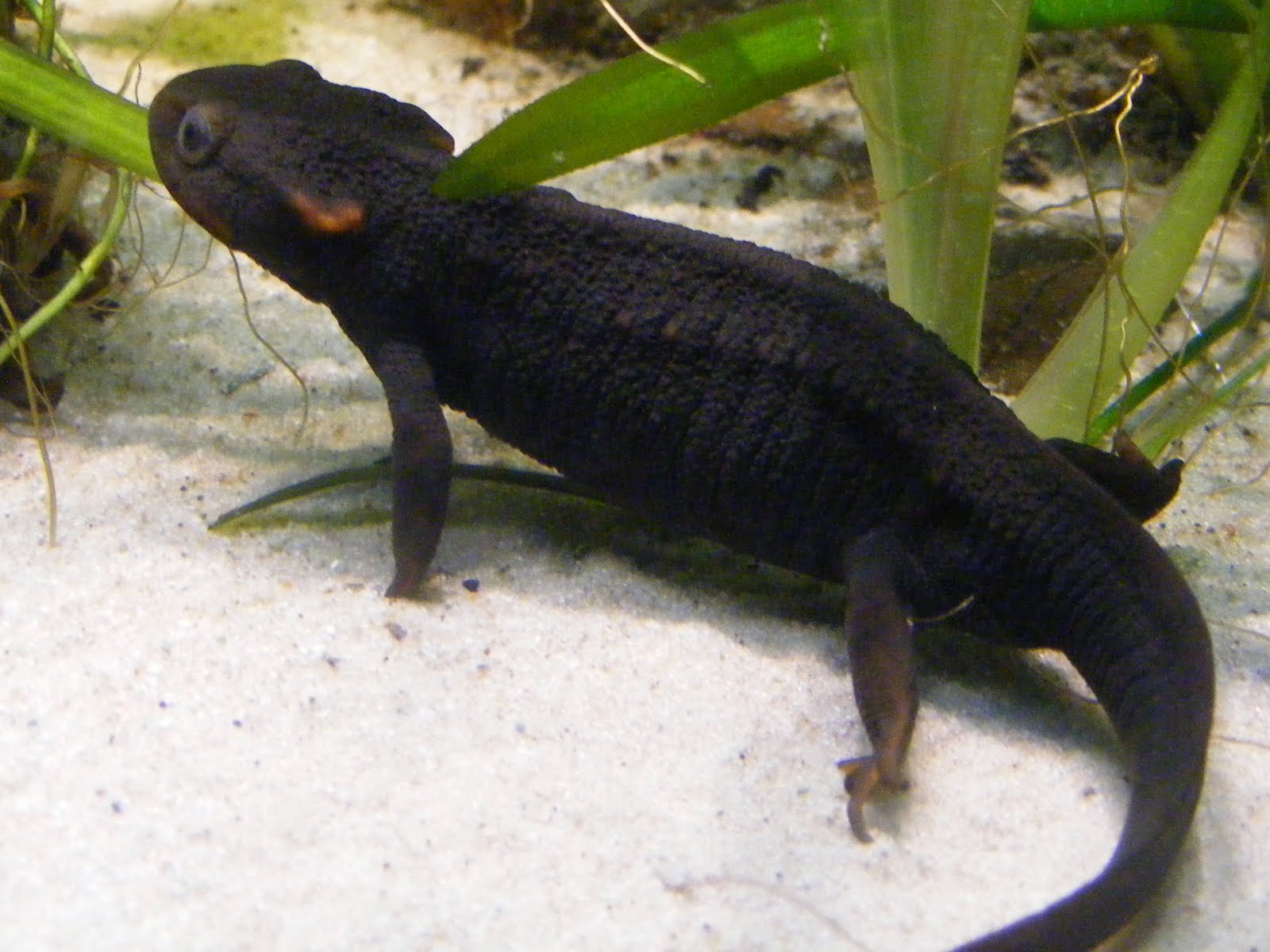 Anderson's Crocodile Newt