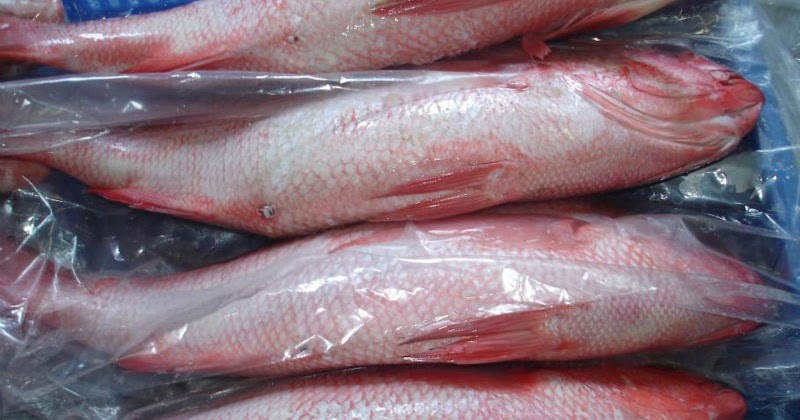 Frozen Red Snapper Taste - Frozen Red Snapper, Red Snapper Fillets for ...
