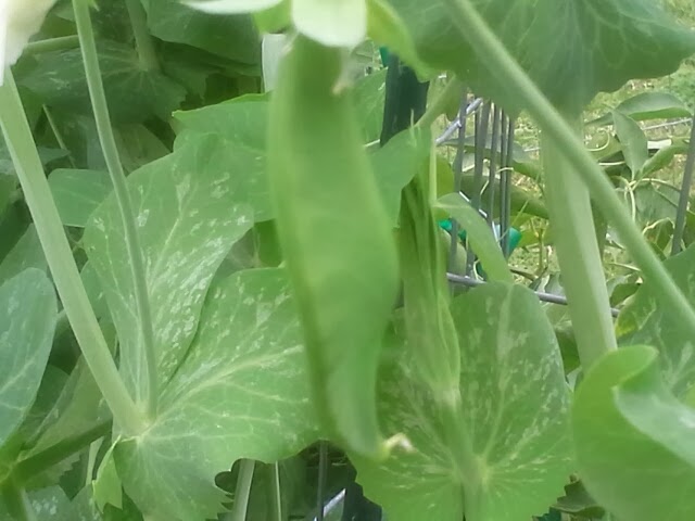 Thank You Mary Ann & 1st PeaPod | Oklahoma Dreams