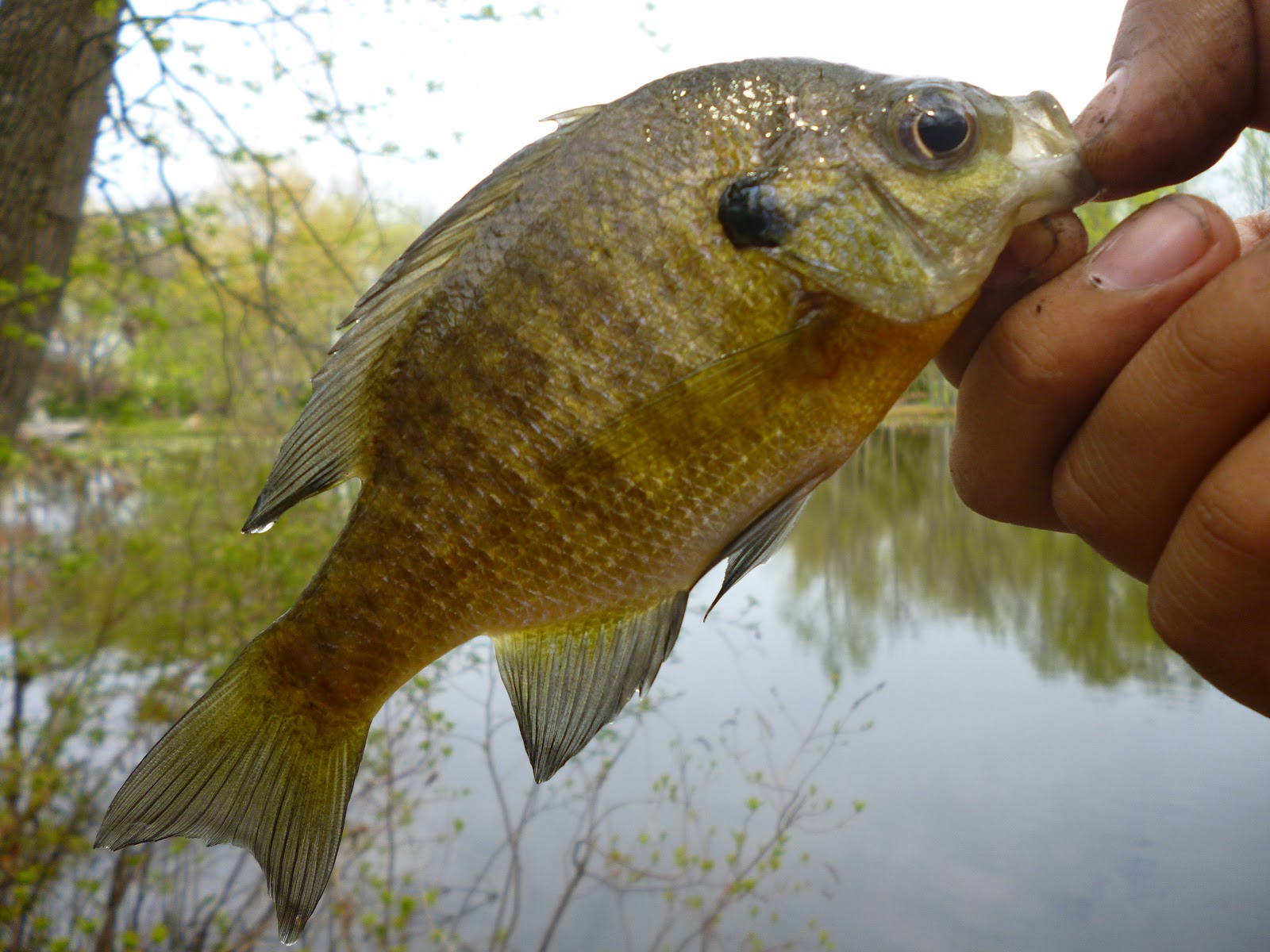 Extreme Philly Fishing: New Lake, New Secrets - Exploring the Kirkwood ...