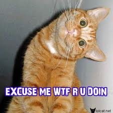 Funny Catz: Confused Cat