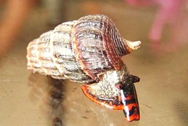 FOOD & BEVERAGE吃: BALITONG