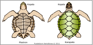 Testudinata adalah... ~ Official Website of Divisi Testudinata KSH F ...