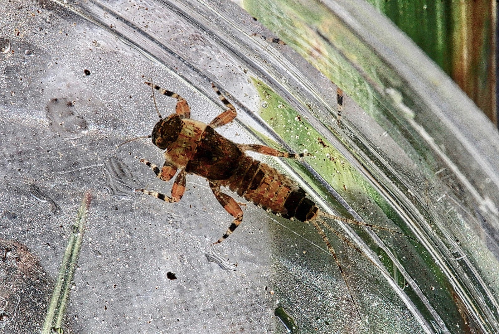 Aquatic Insects of Central Virginia: November 2017