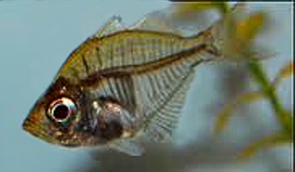 The Esteemed Fishes of Manipur: 05/04/14