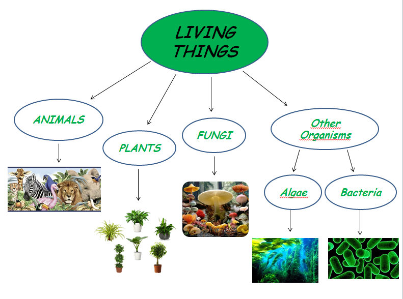 English Corner: Science exam for third grade (Living things and Non ...