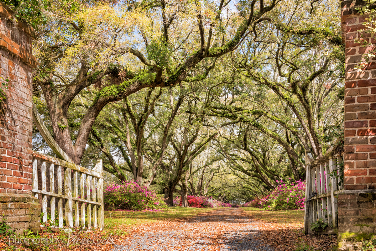 VanessaK: Early Spring in Charleston