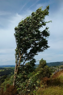 Community Science : A celebration of the rowan tree