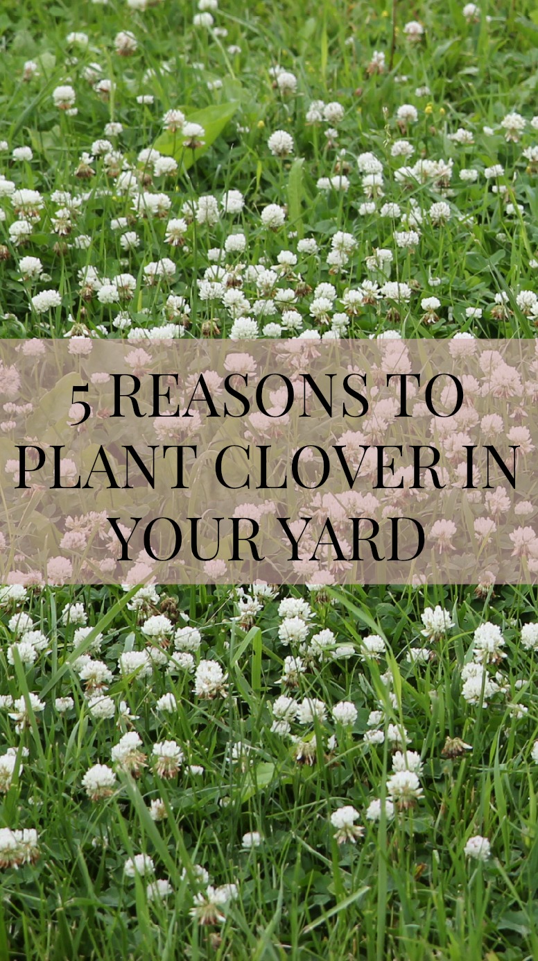 5 Reasons to Grow Clover In your Yard -- Instead of Grass | Lille Punkin'
